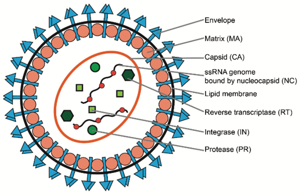 Viral Vectors 101: The Retroviral Lifecycle